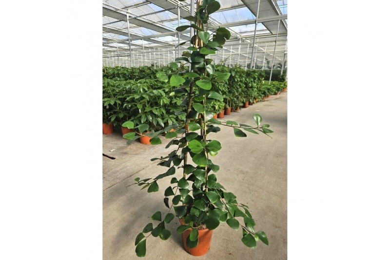 Ficus natalensis trinova piramide - RoseFiori
